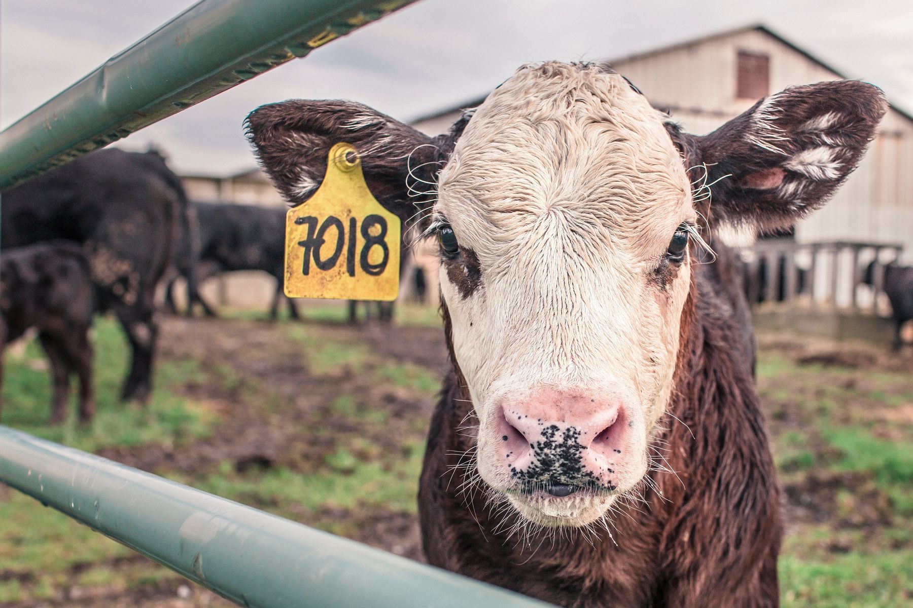 Feed industry - AG CHEMI GROUP Blog