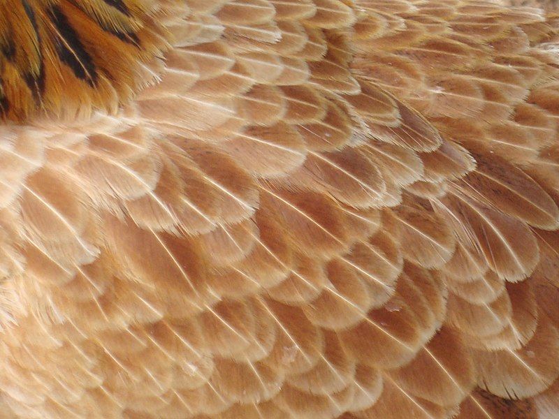 Czech Scientists Use Chicken Feathers as Fertiliser Feedstock